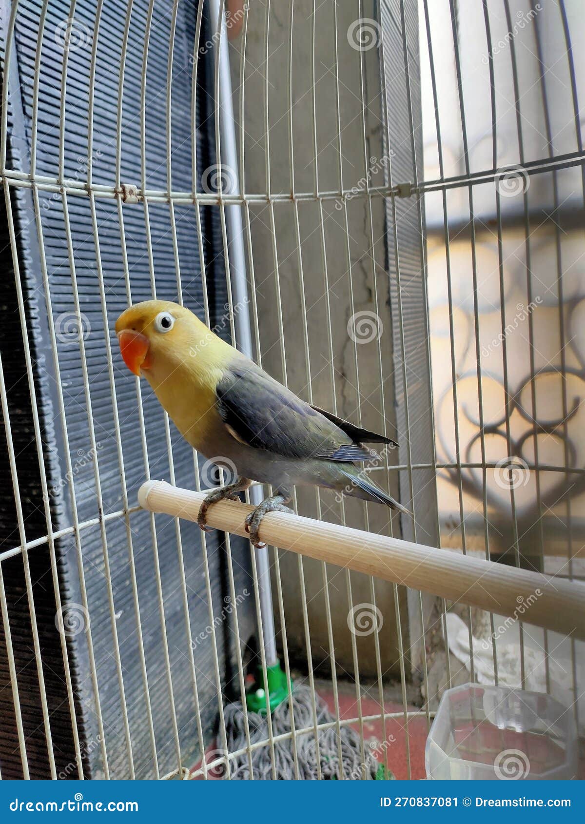 Lovebird Parblue is in a Cage. Stock Image - Image of parakeet ...