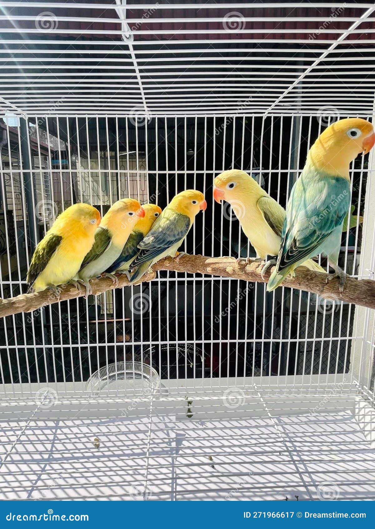 Lovebird stock image. Image of bird, lovebird, parblue - 271966617