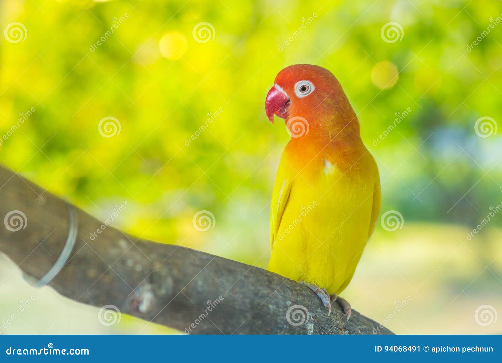 Lovebird Parrots Sitting on a Tree Branch Stock Image - Image of ...