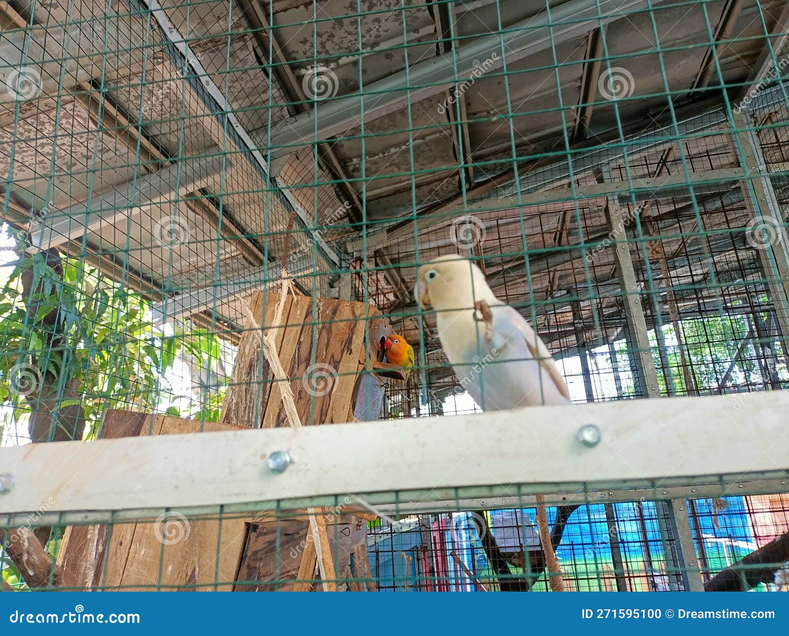 Lovebird Species in a Mini Zoo Cage Stock Photo - Image of industry ...