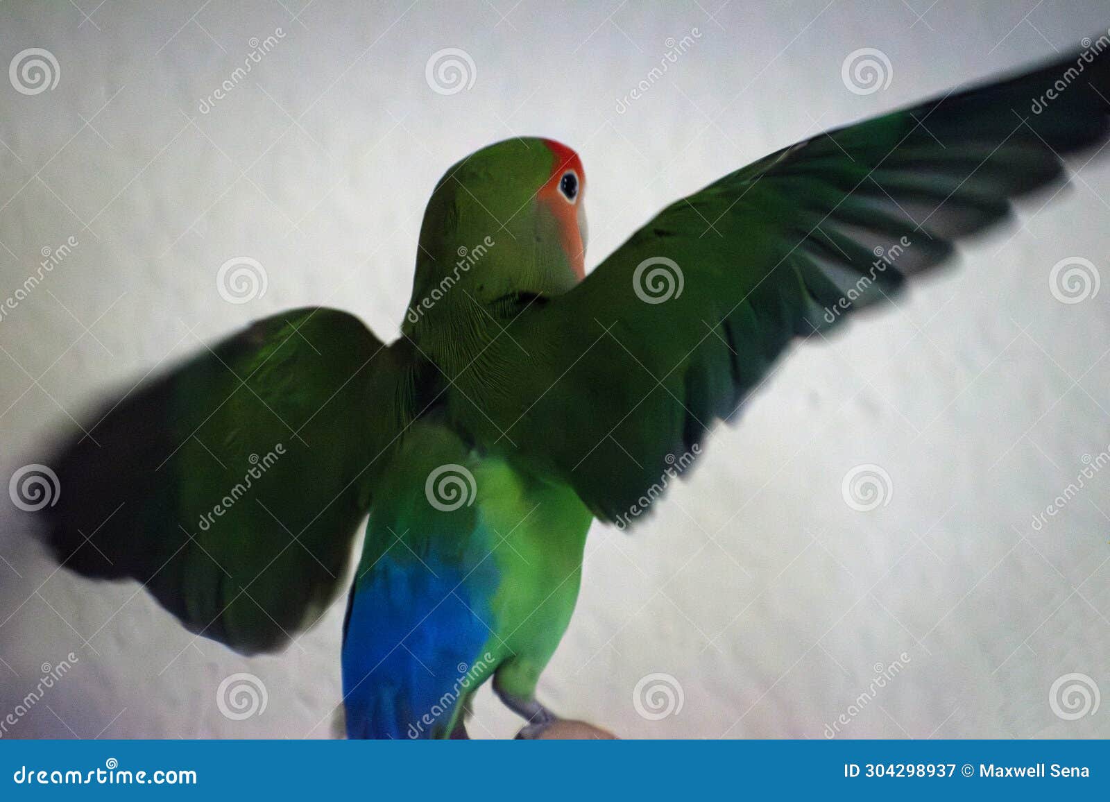 Lovebird with Wings Spread Open Stock Image - Image of background ...