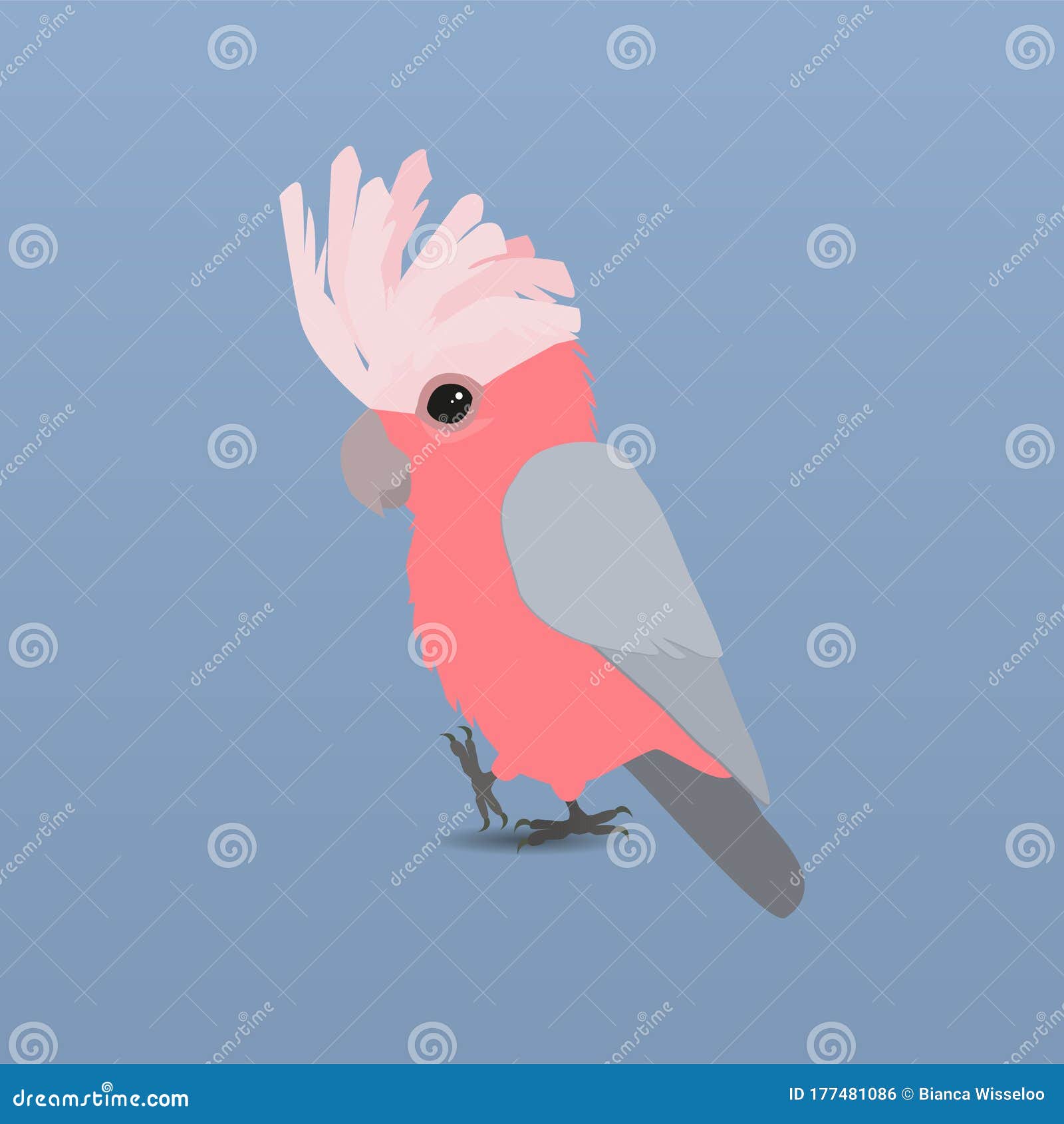 Galah Cartoons, Illustrations & Vector Stock Images - 65 Pictures to ...