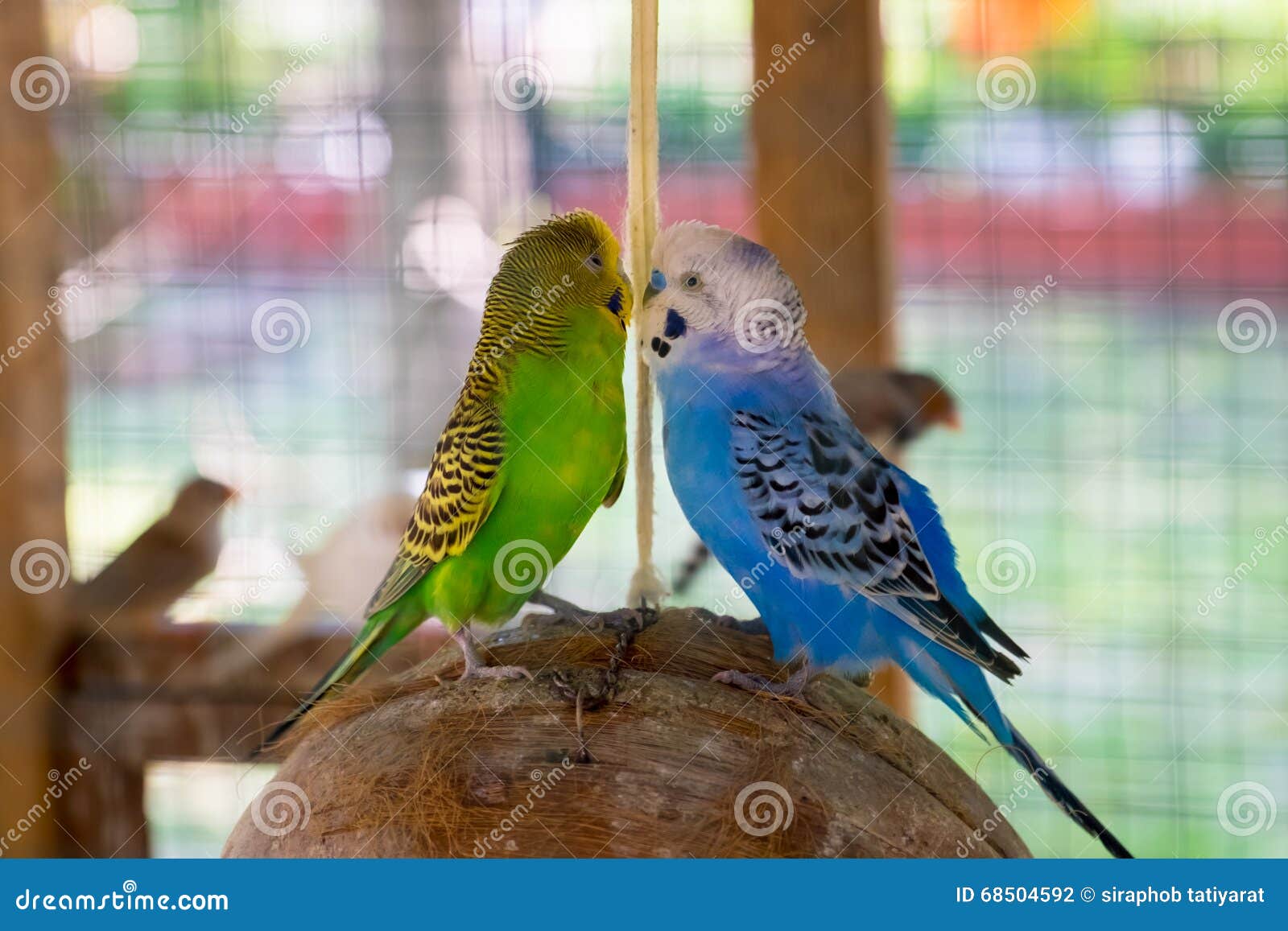 Lovebirds stock photo. Image of pair, animal, yellow - 68504592