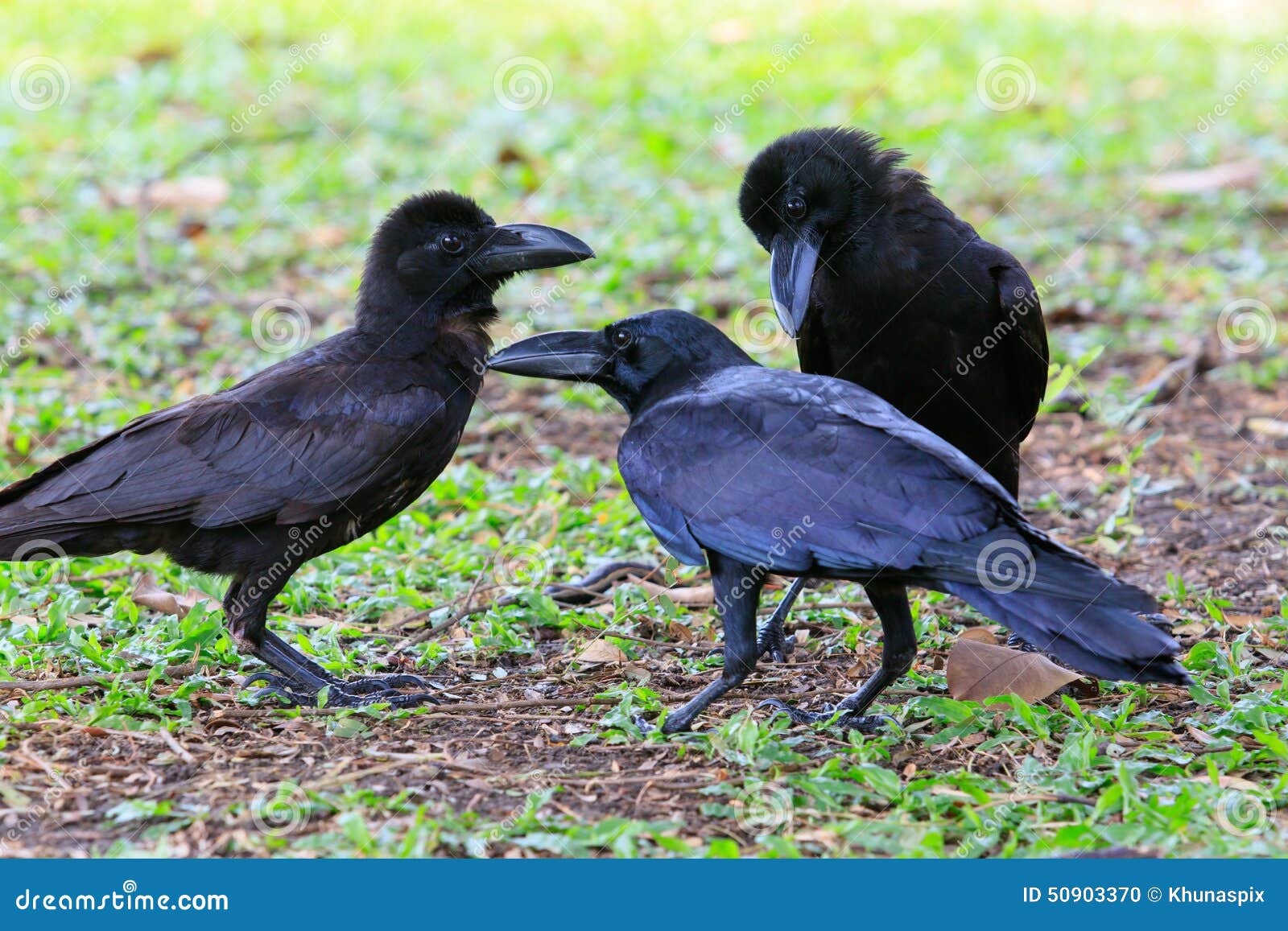 A Crow Bird Titling Their Head And Sitting On A Branch At The Woods ...