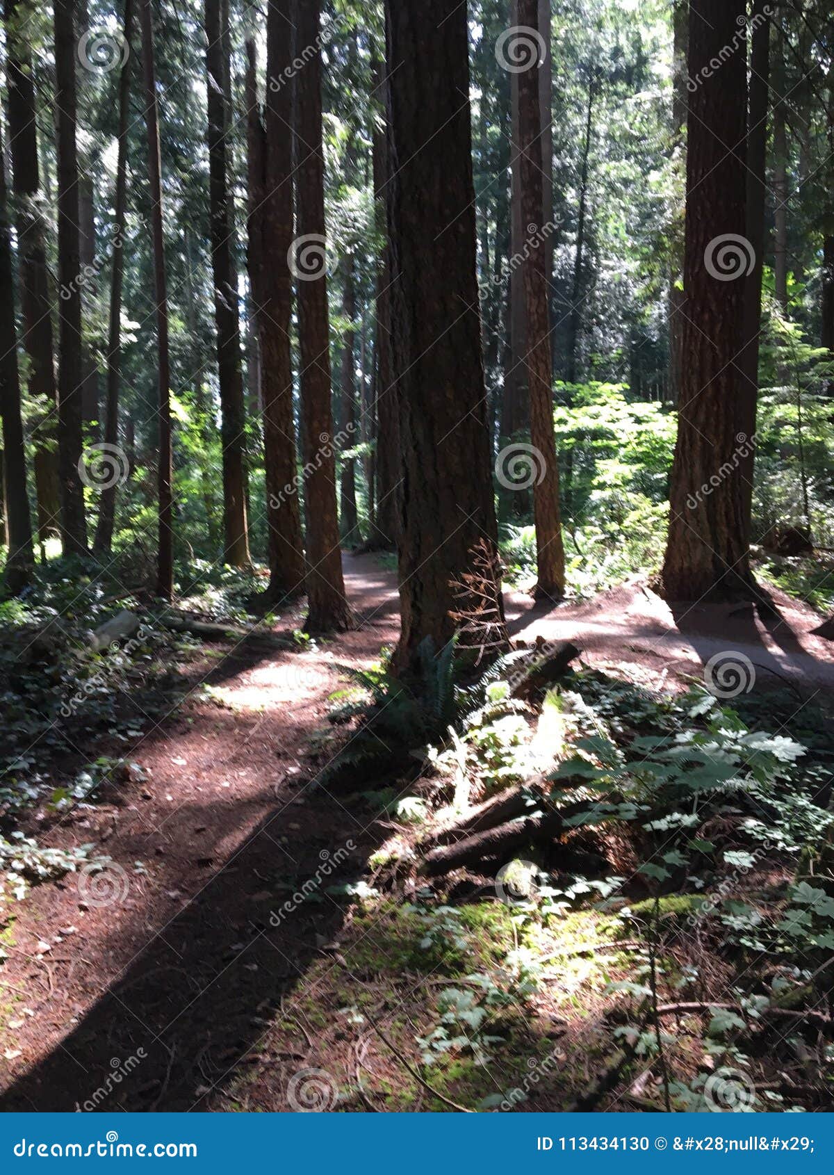 Waiting trees stand stock photo. Image of waiting, afternoon - 113434130