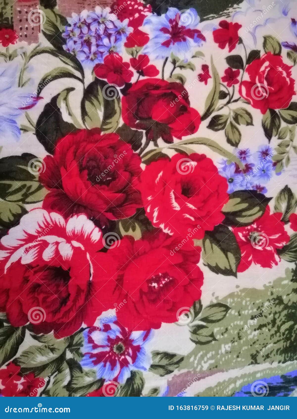 Lovely and Amazing Red Rose Flowers Stock Image - Image of flowers ...