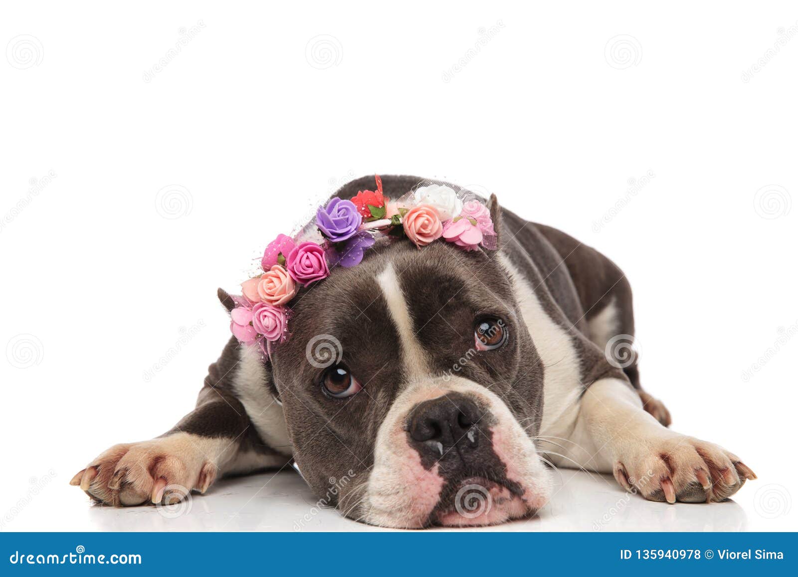 132 Bully Dog Flowers Stock Photos - Free & Royalty-Free Stock Photos ...