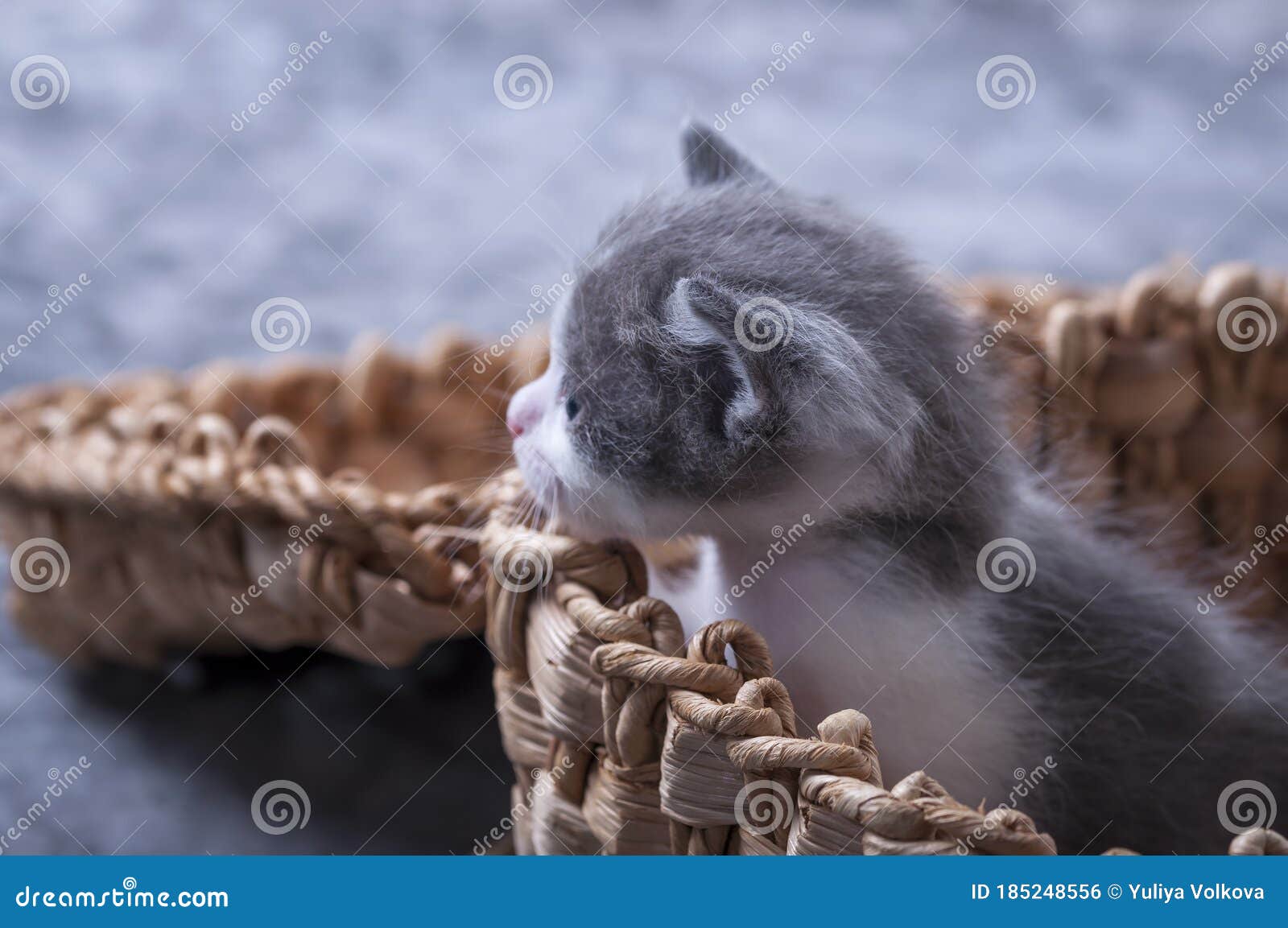 Lovely, lovely animal stock photo. Image of home, cute - 185248556
