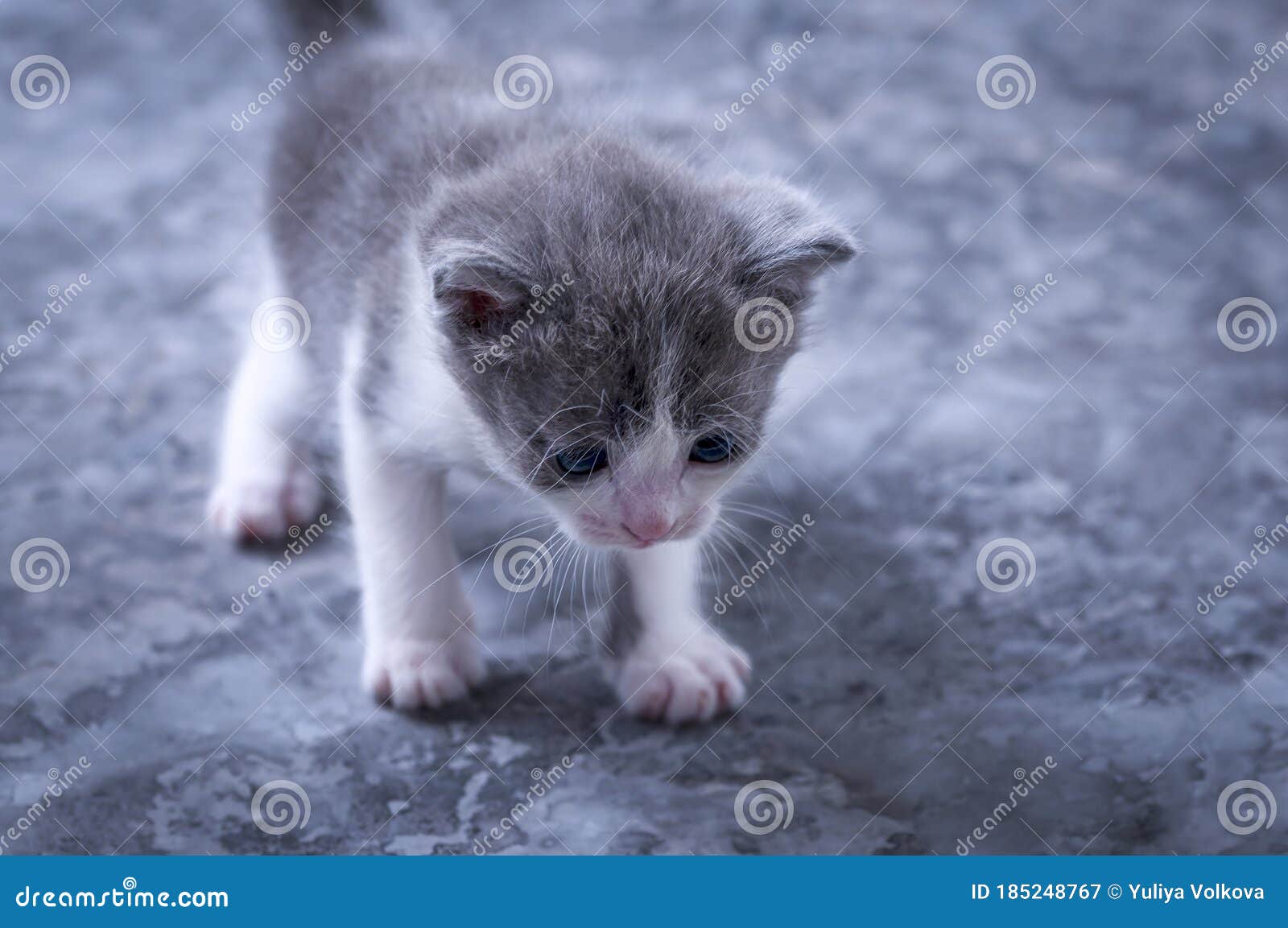 Lovely, lovely animal stock image. Image of mammal, home - 185248767