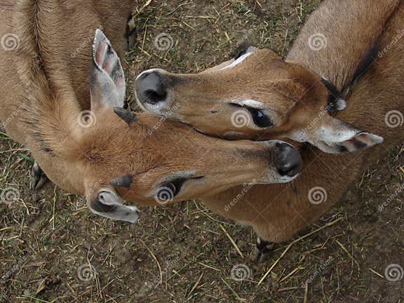 Lovely Antelope stock photo. Image of zoology, animal - 2083260