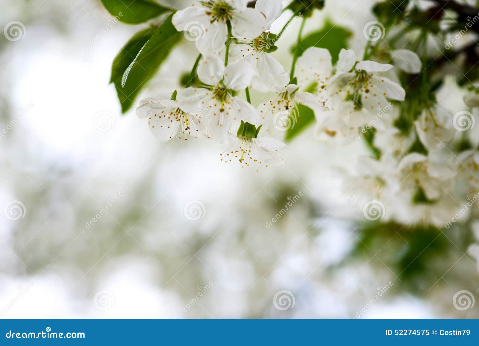 Lovely apple blossom stock image. Image of close, branch - 52274575