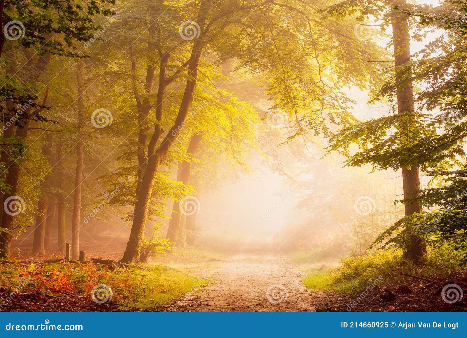 A Lovely Atmosphere in a Forest. a Fog Covered Path Leading into the ...