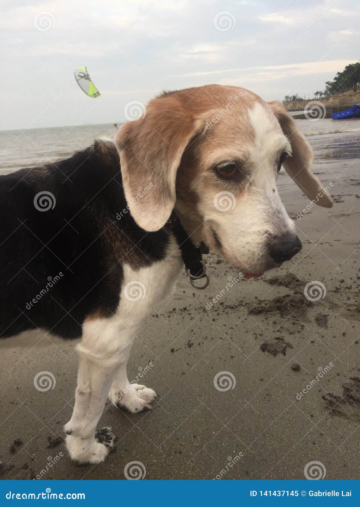 Lovely beagle stock image. Image of sweet, lovely, beach - 141437145