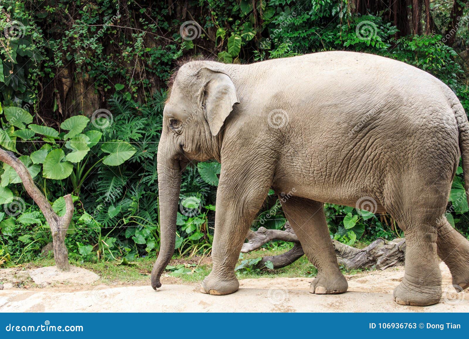 Giant elephant stock image. Image of natural, huge, danger - 106936763