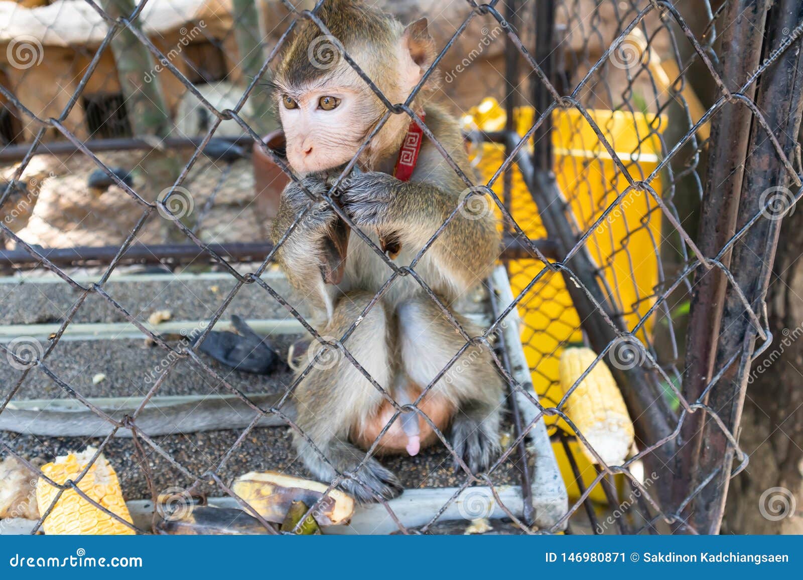 Lovely Big Thai Monkey in the Cage Stock Image - Image of fangs, thai ...