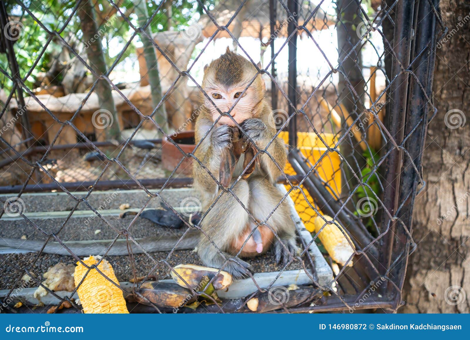 Lovely Big Thai Monkey in the Cage Stock Photo - Image of cage, fangs ...