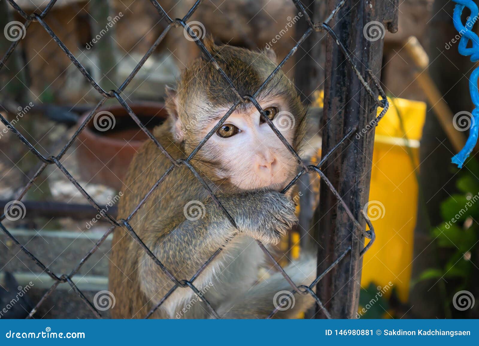 Lovely Big Thai Monkey in the Cage Stock Image - Image of imprisoned ...