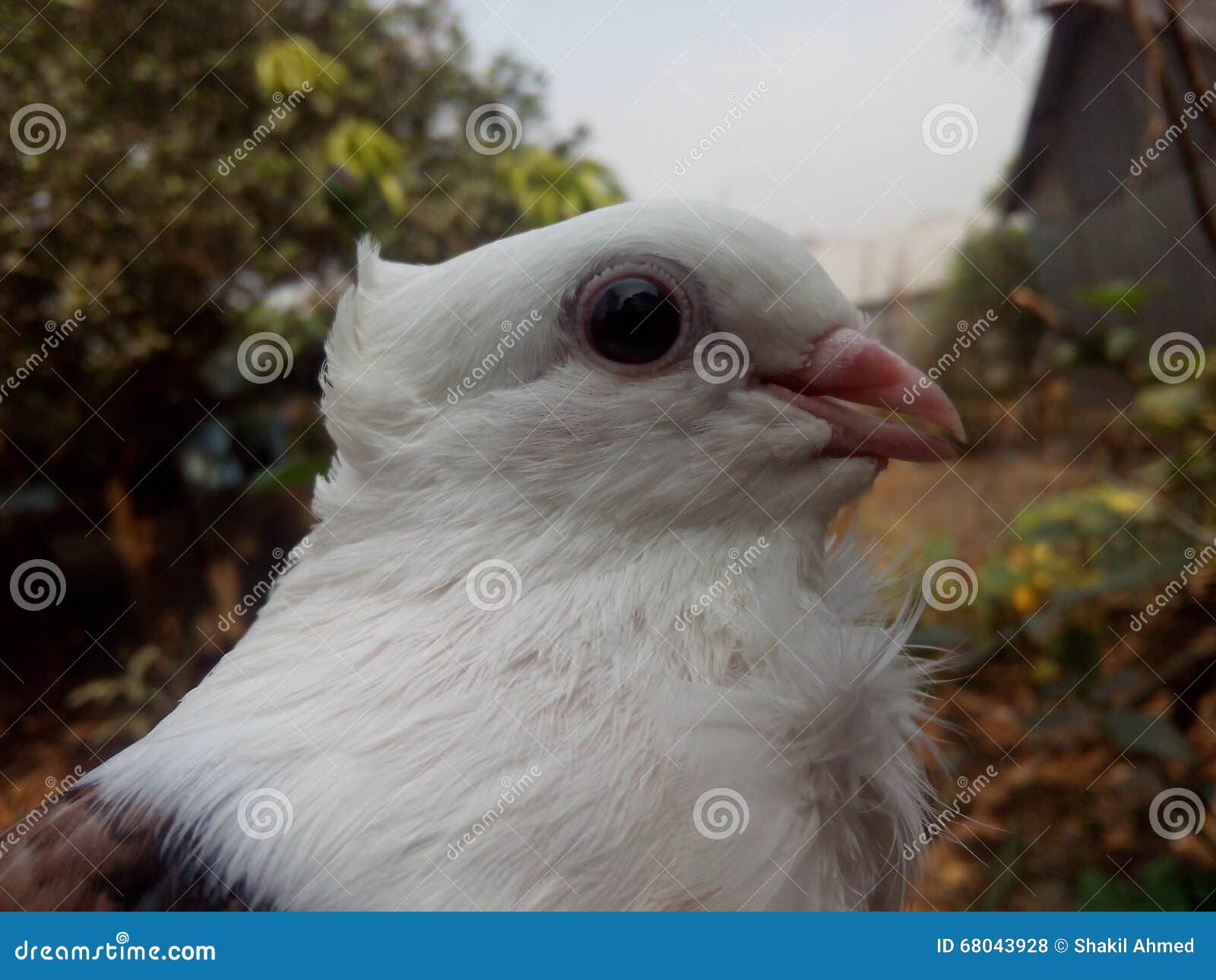 Lovely Bird stock photo. Image of wallpaper, bird, pegeon - 68043928