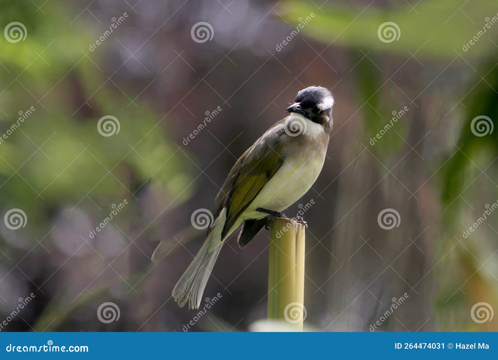 A Lovely Bird Shot at Close Range Stock Image - Image of pole, range ...