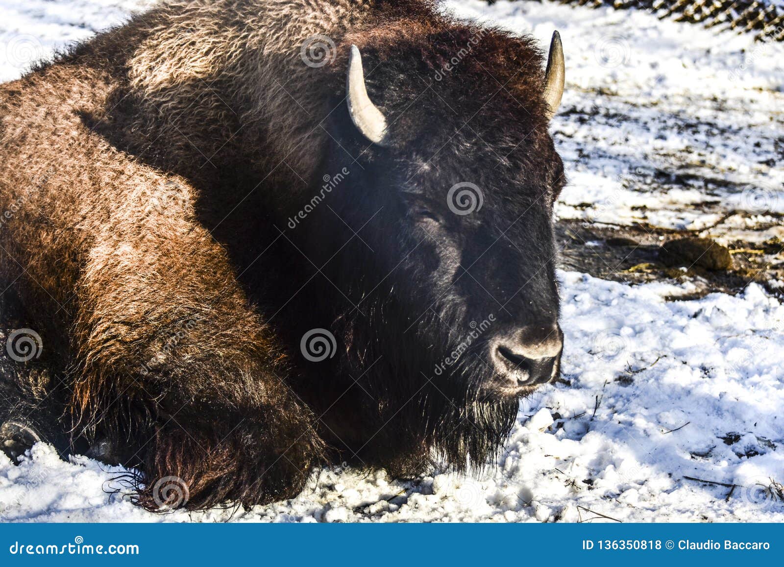 Lovely Bison with a Profound Look Stock Photo - Image of deer, bison ...