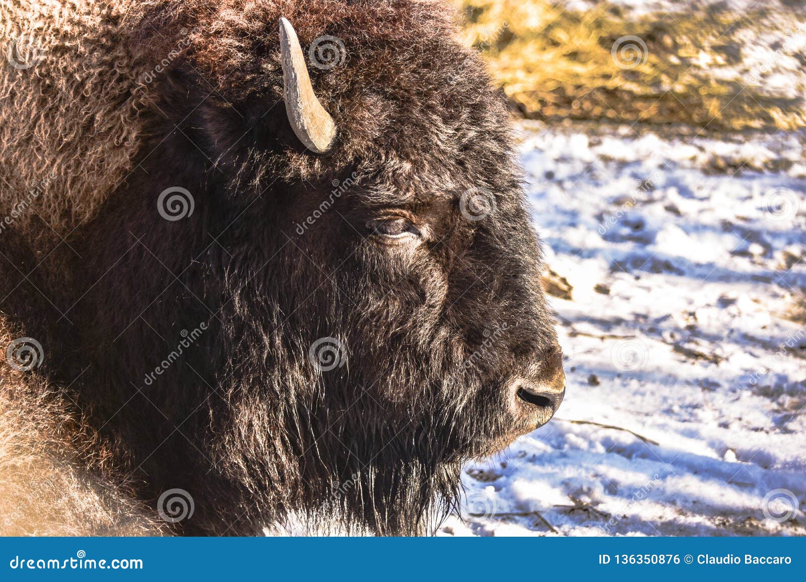 Lovely Bison with a Profound Look Stock Photo - Image of forest, head ...