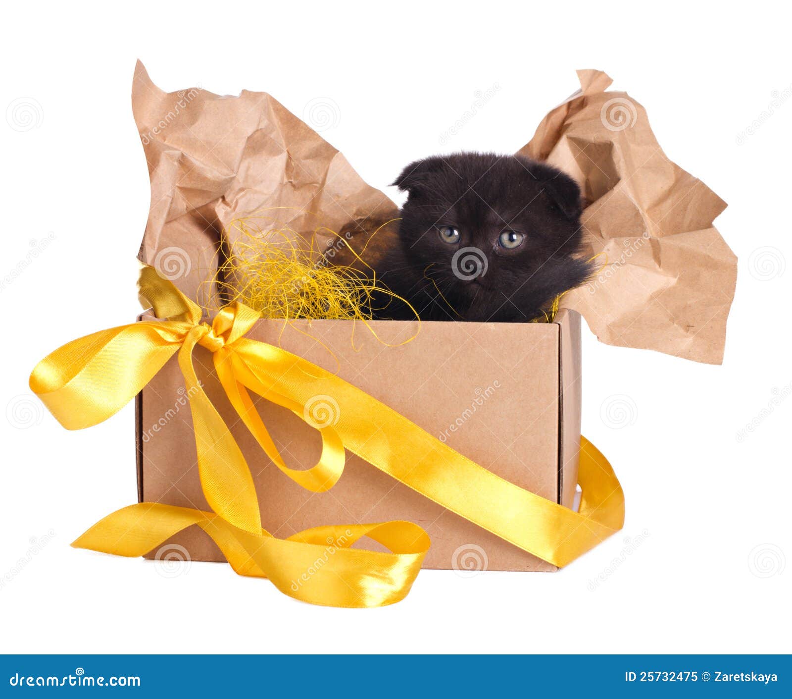 Lovely Black Kitten in a Box Set Stock Image - Image of baby, indoors ...