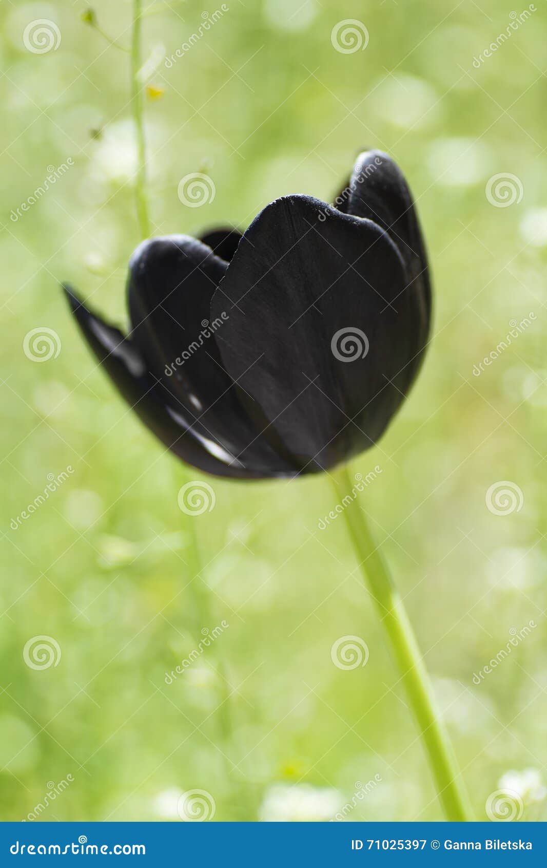 Lovely Black Tulip in the Field, Stock Image - Image of grow, bulbs ...