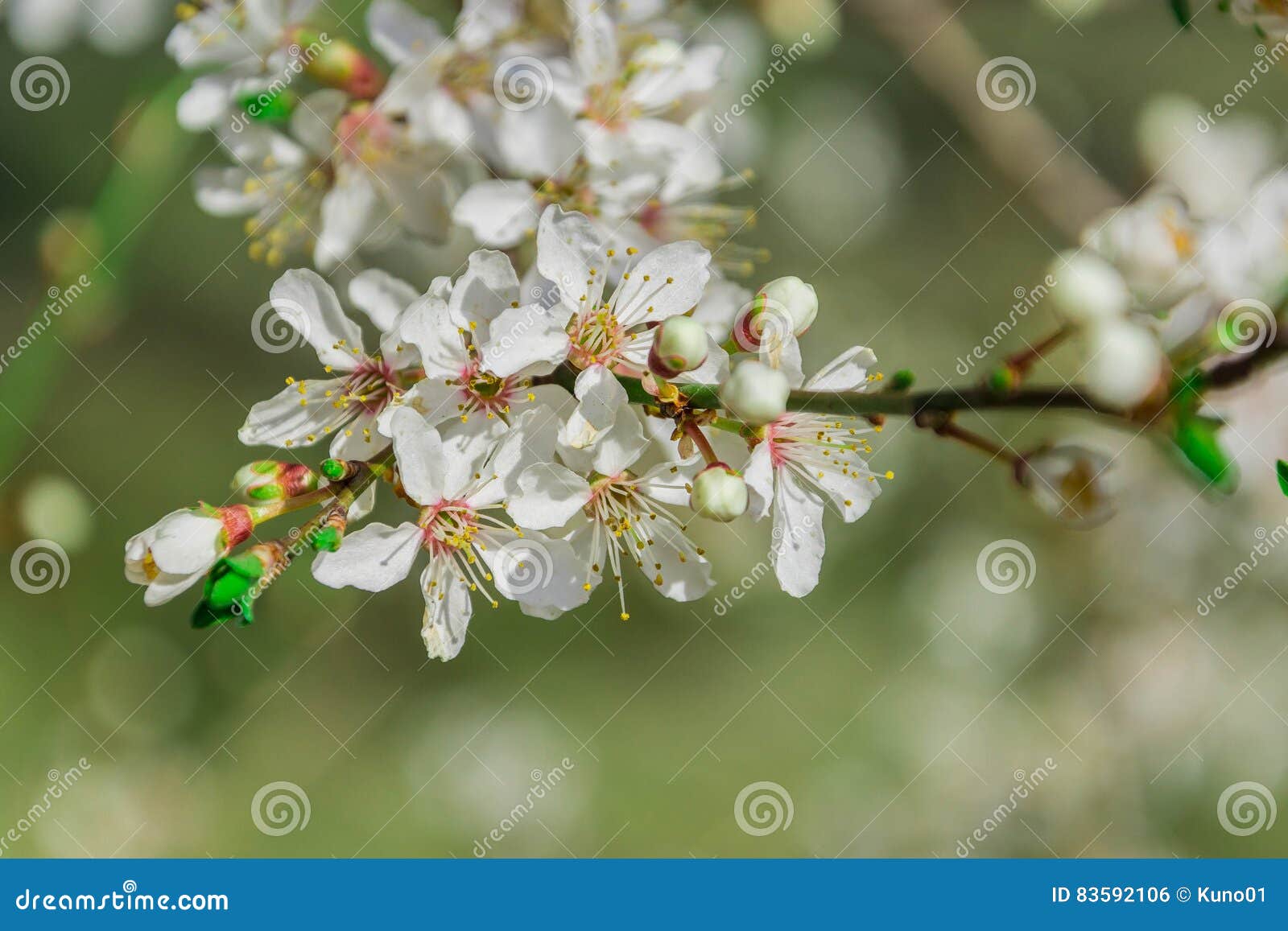 Lovely Blossoms of a Cherry Tree Stock Photo - Image of enjoy, place ...