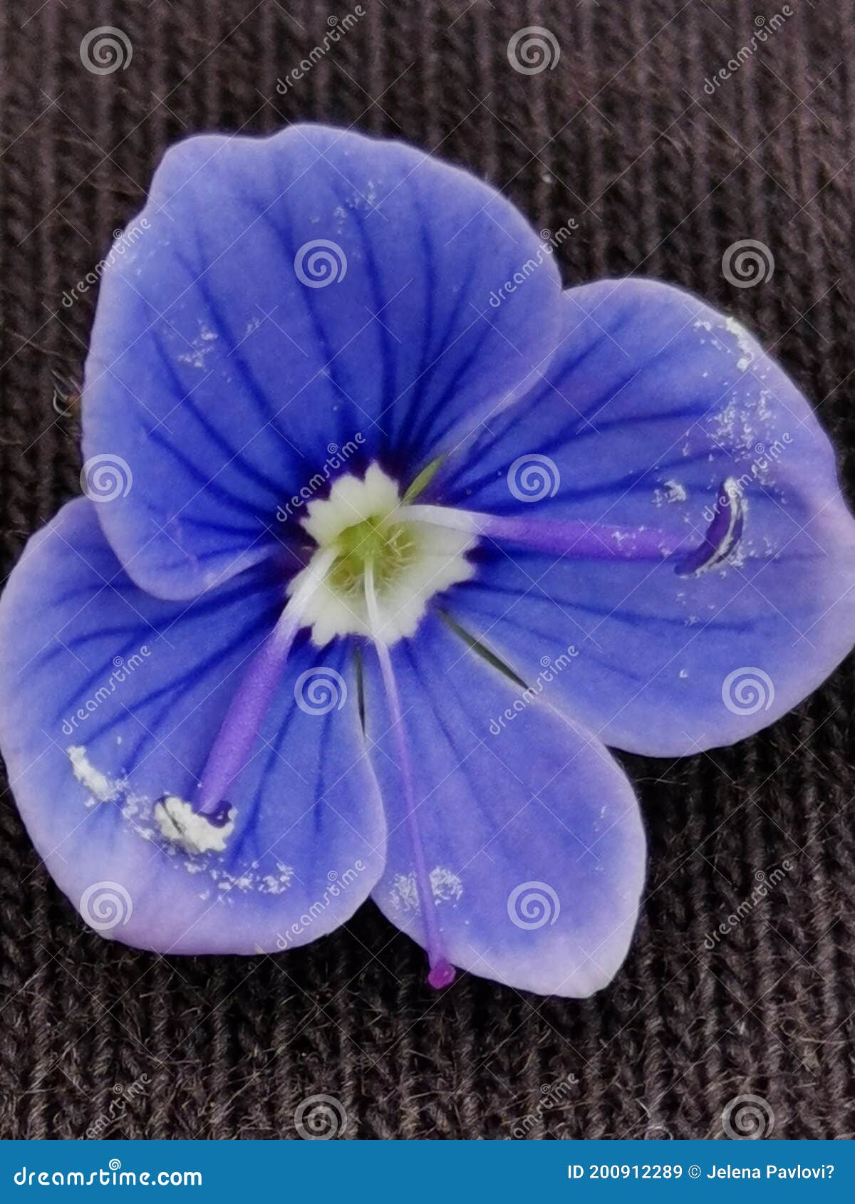 Lovely blue flower stock image. Image of lovely, blossom - 200912289