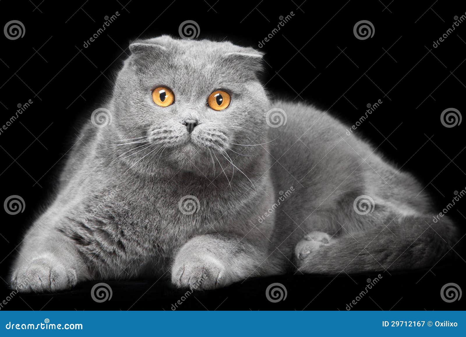 5,198 Portrait Scottish Blue Cat Stock Photos - Free & Royalty-Free ...