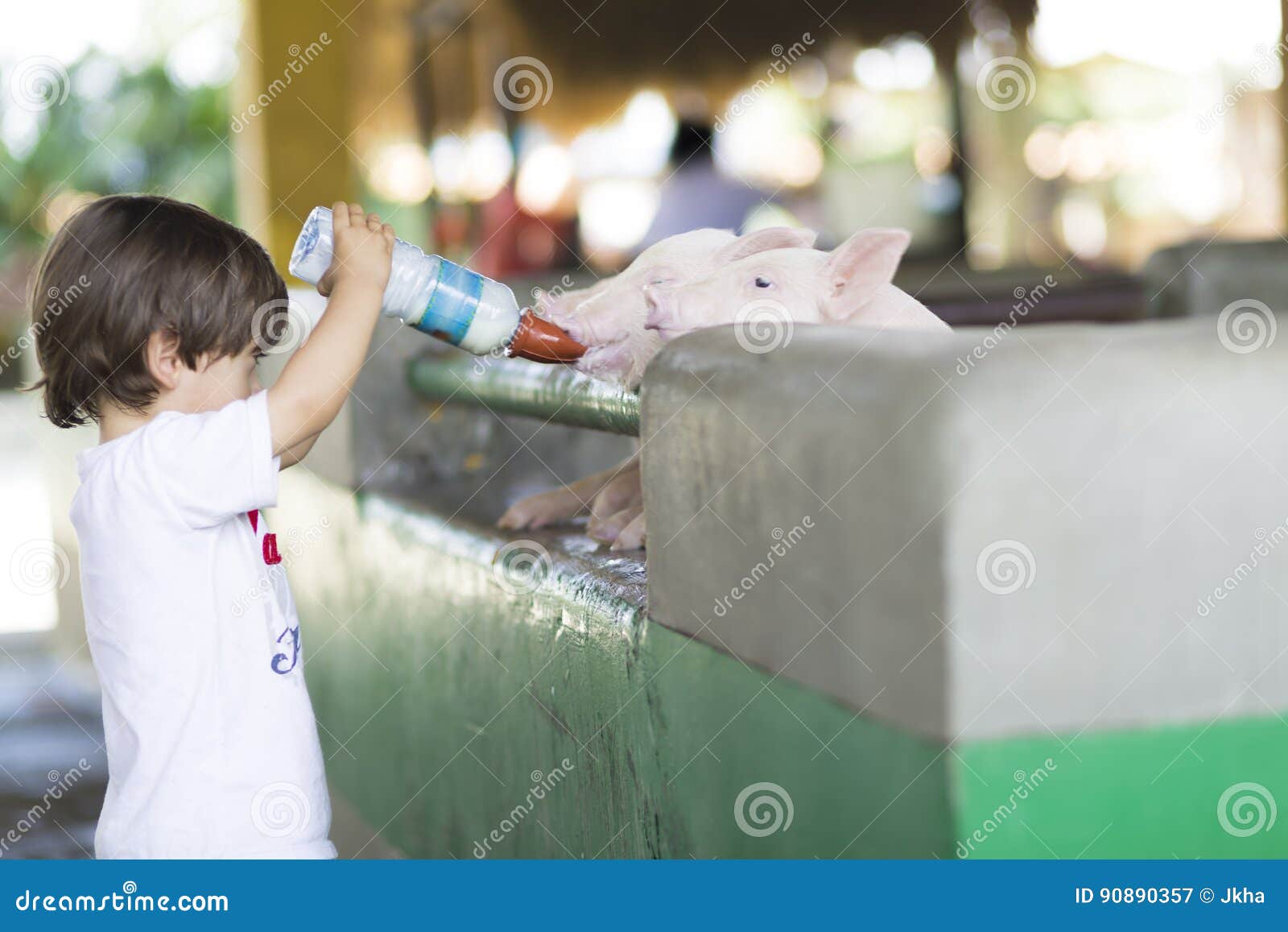 Lovely Boy feeds Pig stock image. Image of child, cute - 90890357