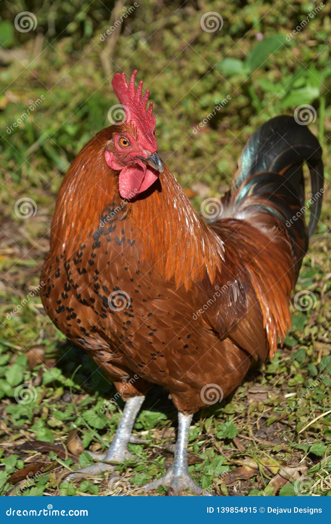 Lovely Brown Free Range Chicken Looking Over His Shoulder Stock Image ...
