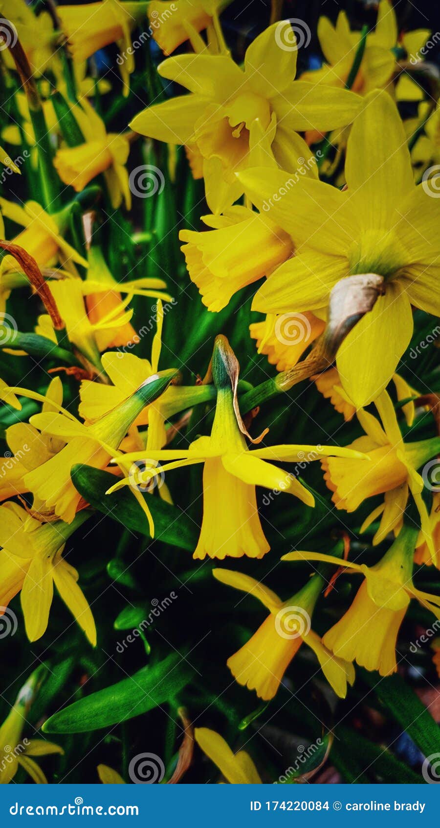 A Lovely Bunch of Daffodils Stock Photo - Image of lovely, yellow ...