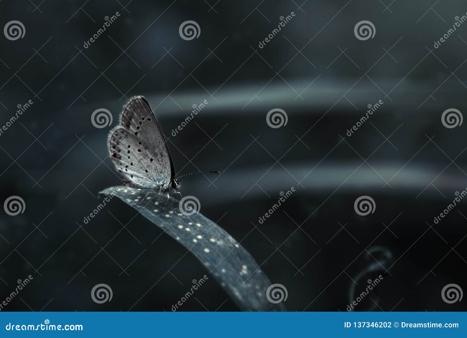 Lovely butterfly stock photo. Image of blue, lovely - 137346202