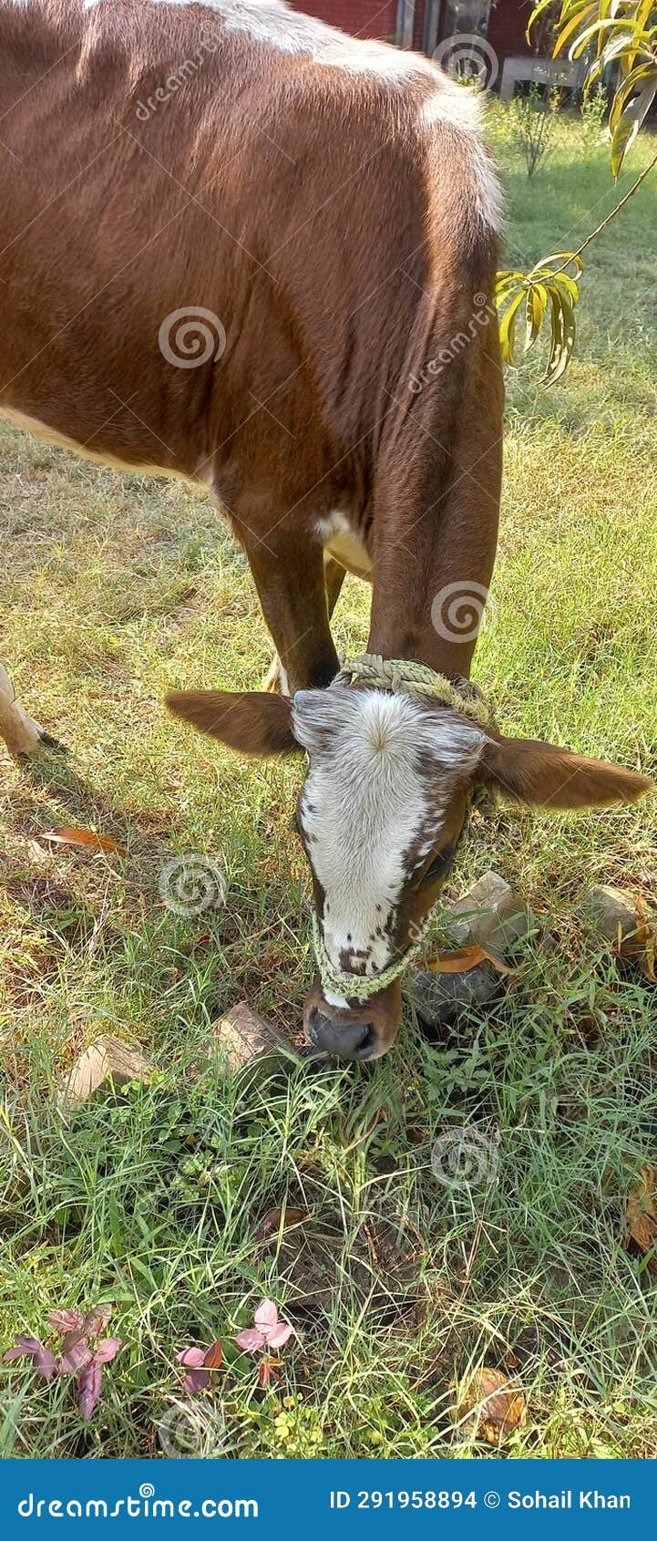 Lovely Calf in Field Looking Very Nice Stock Photo - Image of nice ...