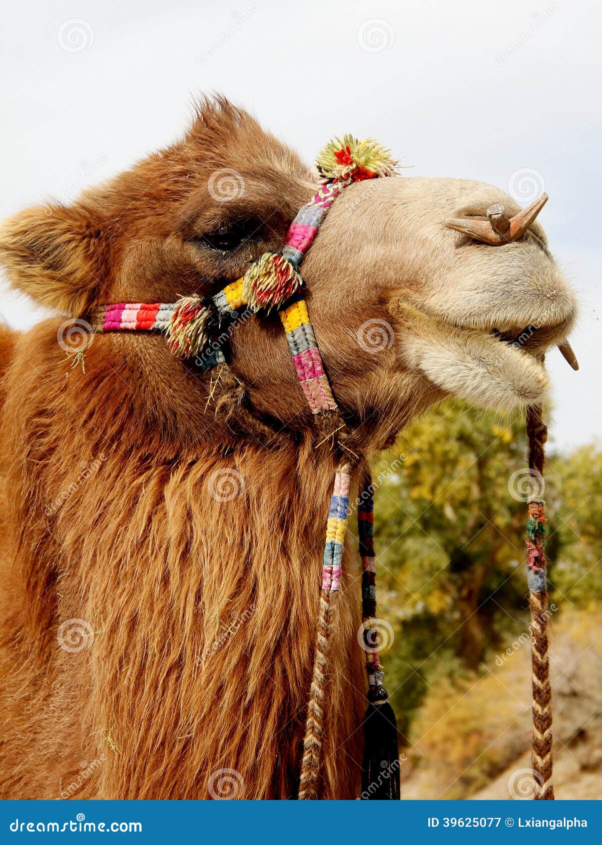 Lovely camel stock image. Image of country, background - 39625077