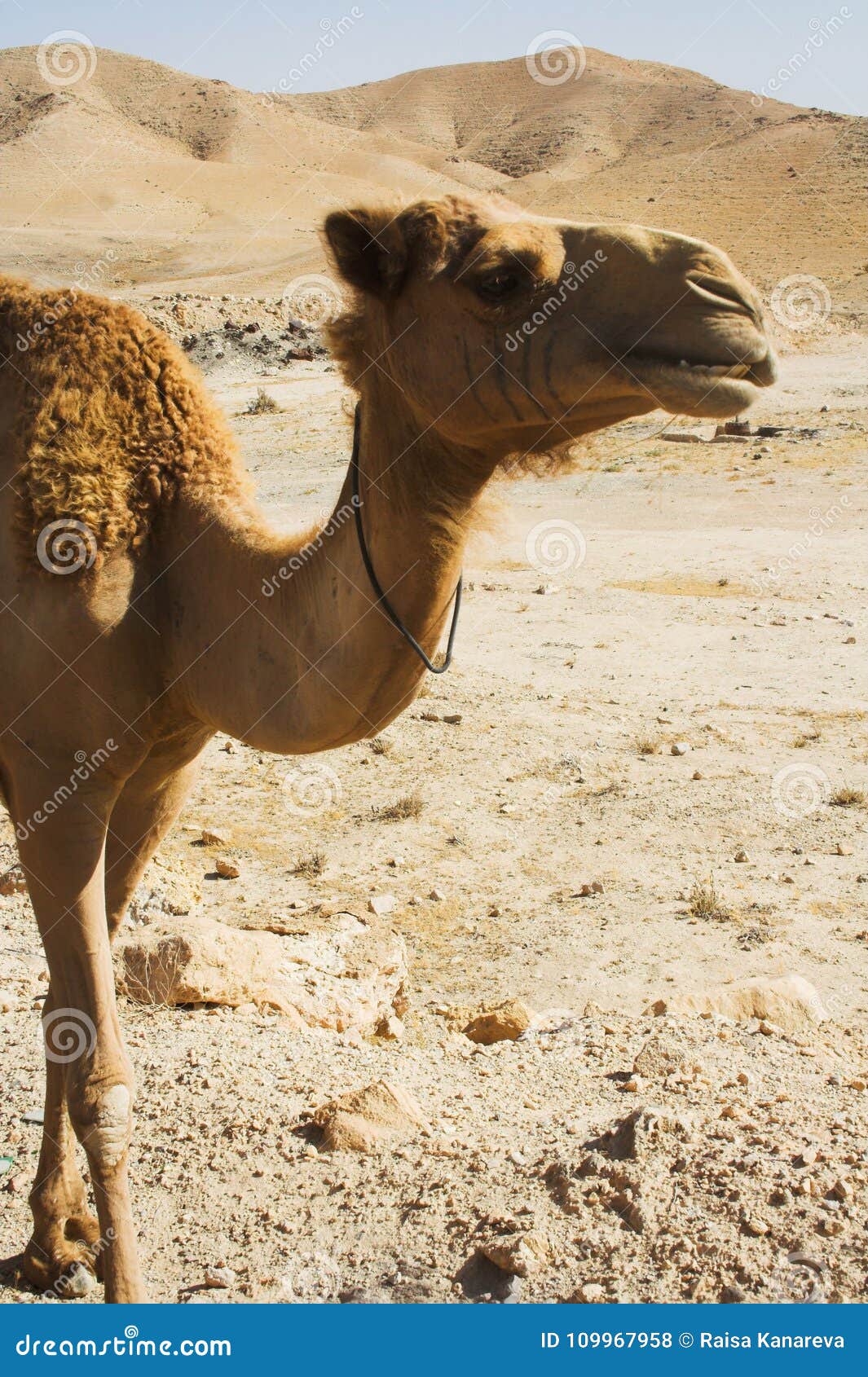 Camel , summer day stock photo. Image of arid, horizon - 109967958