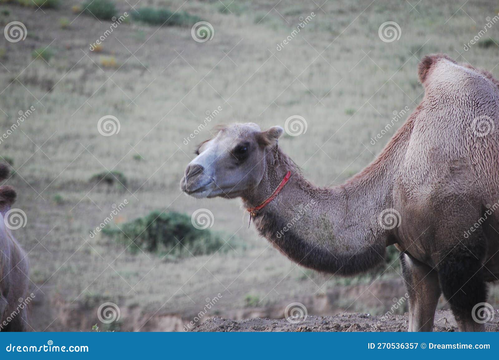 A lovely camel in the sun stock image. Image of camel - 270536357