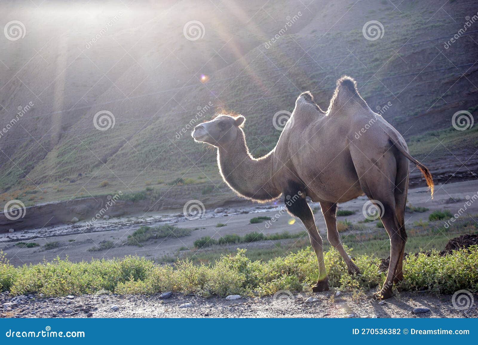 A lovely camel in the sun stock photo. Image of camel - 270536382