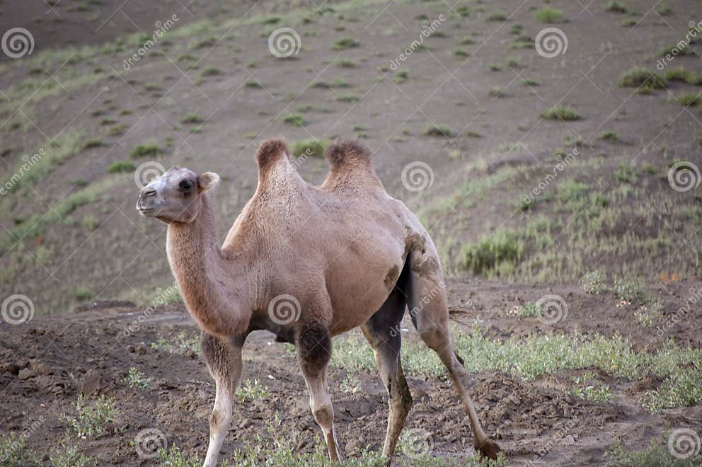 A lovely camel in the sun stock photo. Image of wild - 270536378