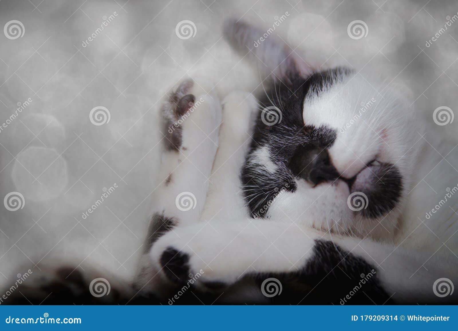 A Lovely Cat Has a Nice Deep Sleep in the Cute Sleep Position Stock ...