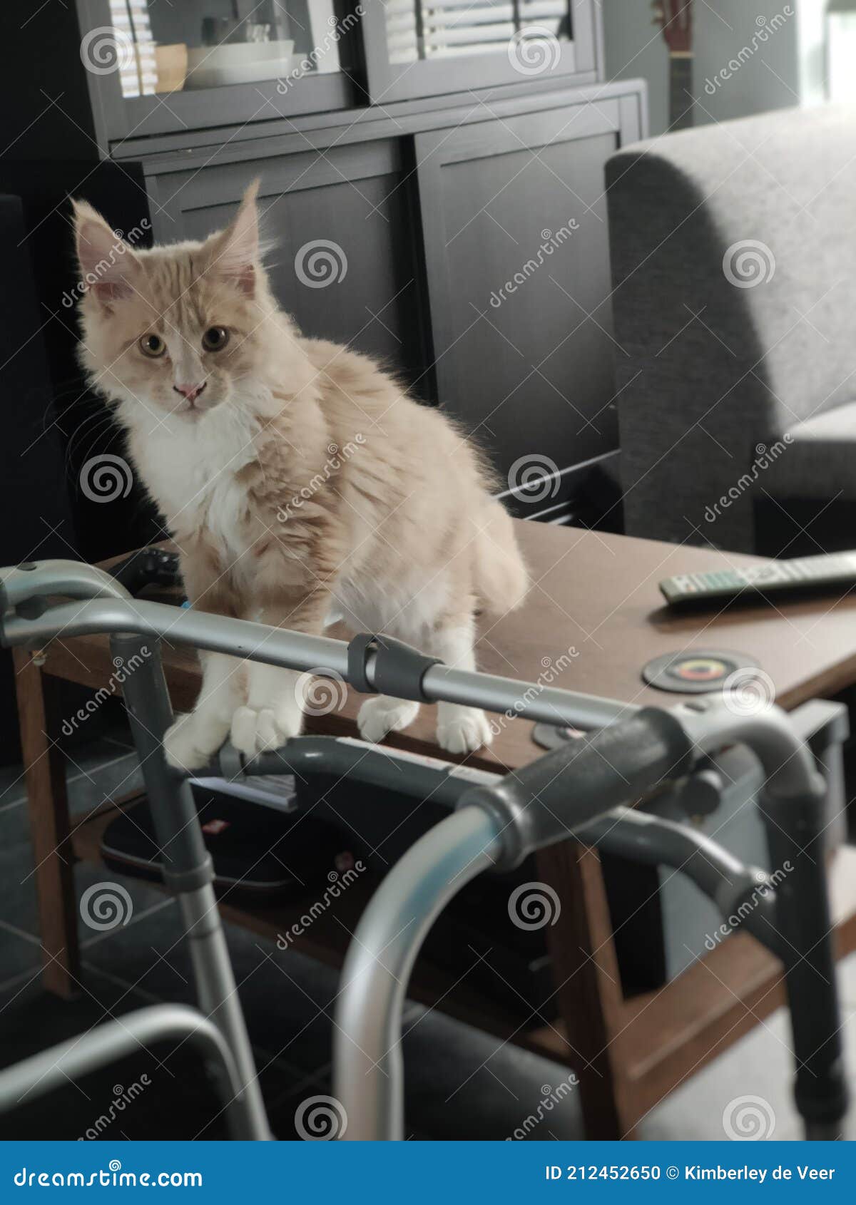 A Lovely Cat Helping with Revalidation Stock Photo - Image of lovely ...