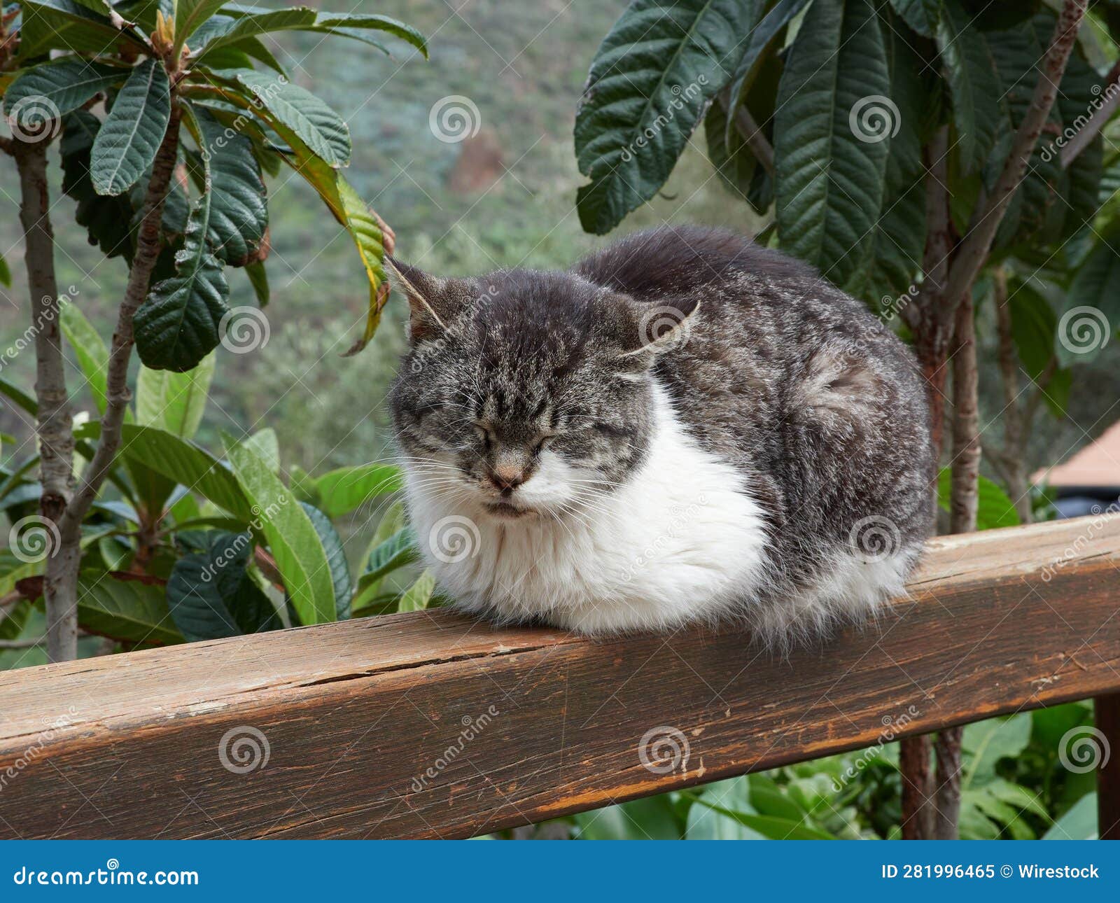 Cat Resting with Eyes Closed Stock Image - Image of closed, relaxation ...