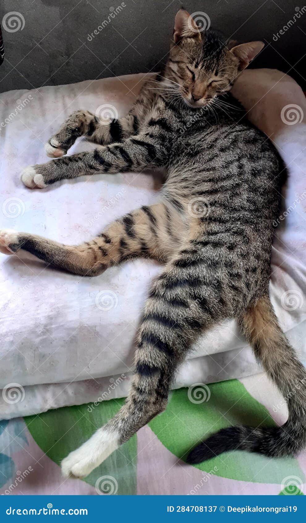Lovely cat sleeping pose stock image. Image of nose - 284708137