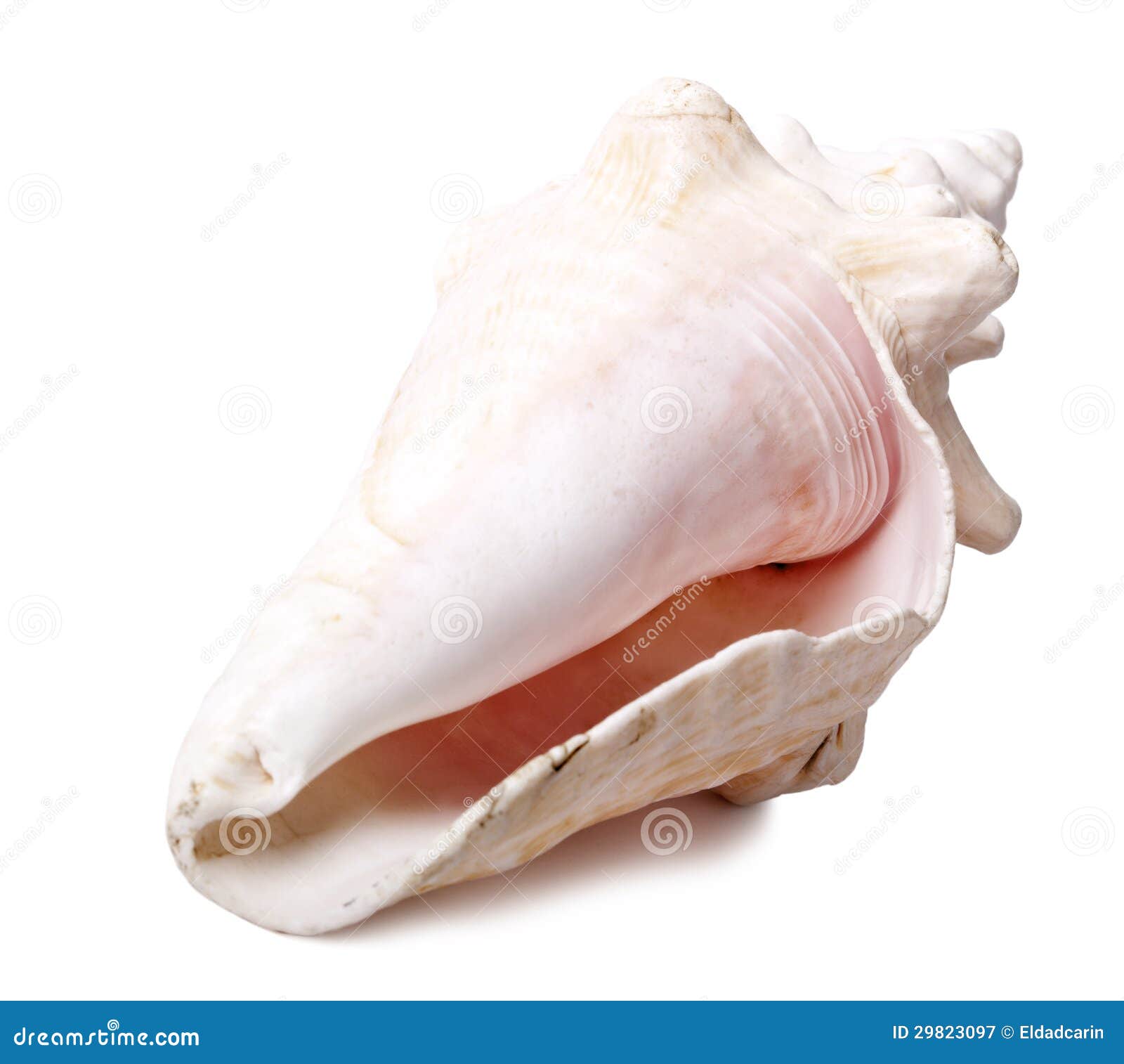 Shell Backside Stock Photos - Free & Royalty-Free Stock Photos from ...