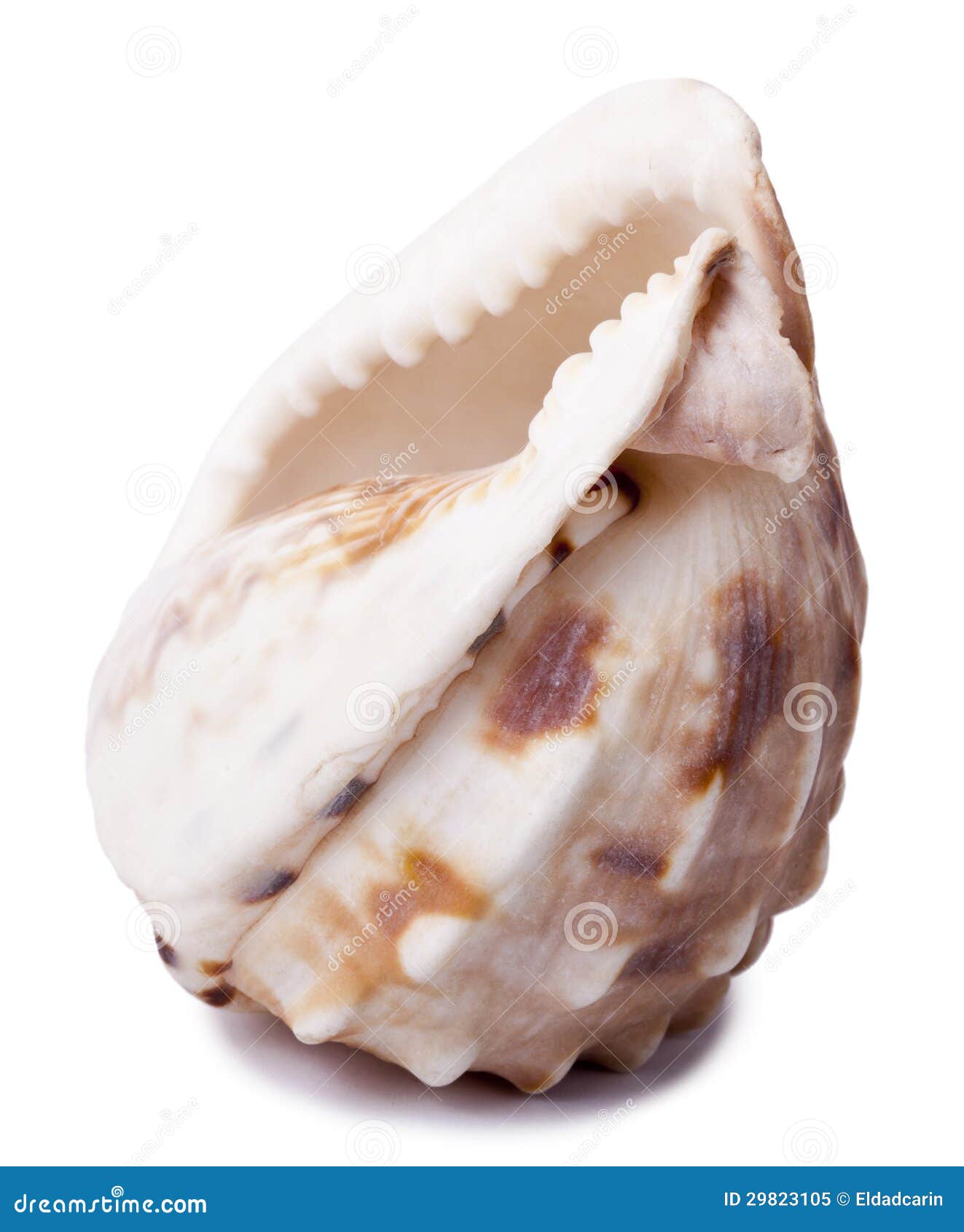 Conch Shell - Backside stock image. Image of shell, conch - 29823105