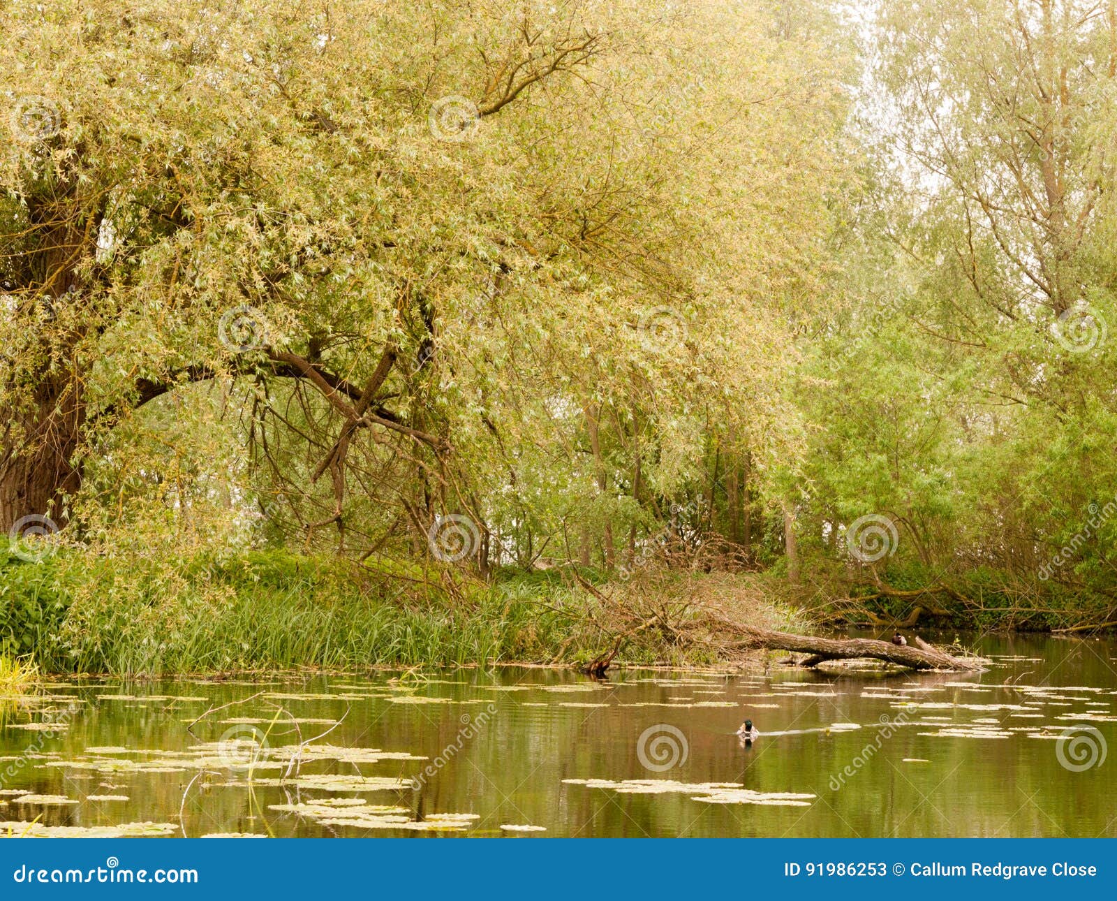 A Lovely Countryside Park River Stream Scene with Ducks Spring L Stock ...