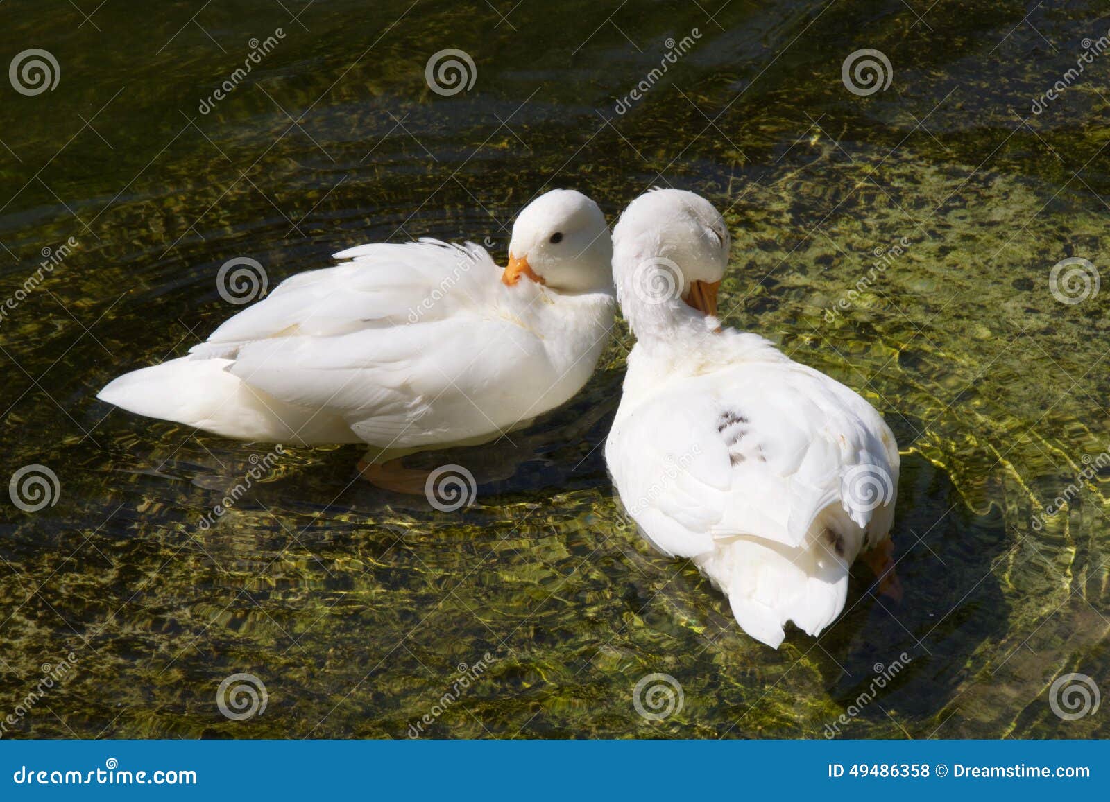 Lovely Couple Duck stock photo. Image of white, intimate - 49486358