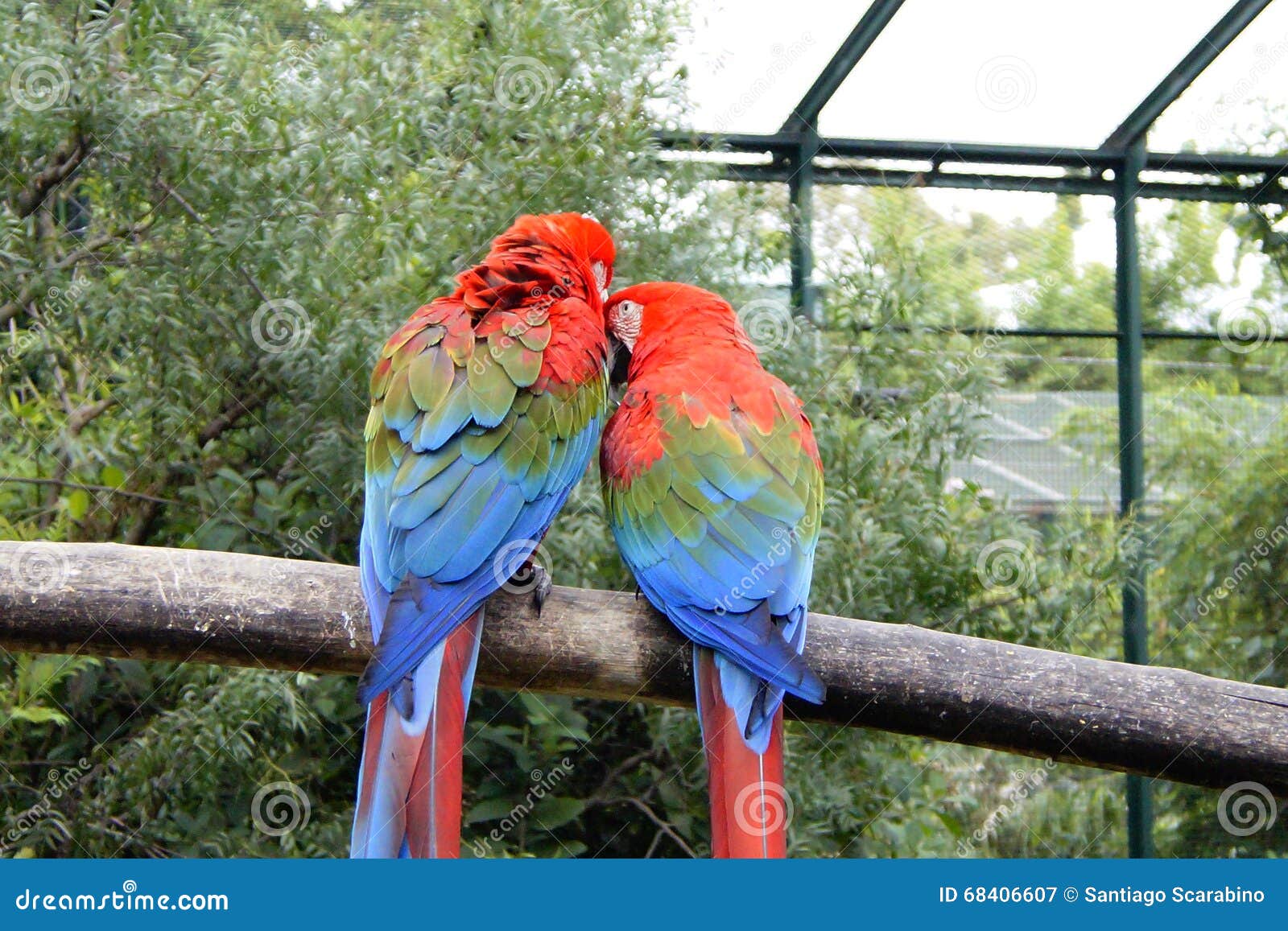 Lovely parrots couple stock image. Image of leadership - 68406607