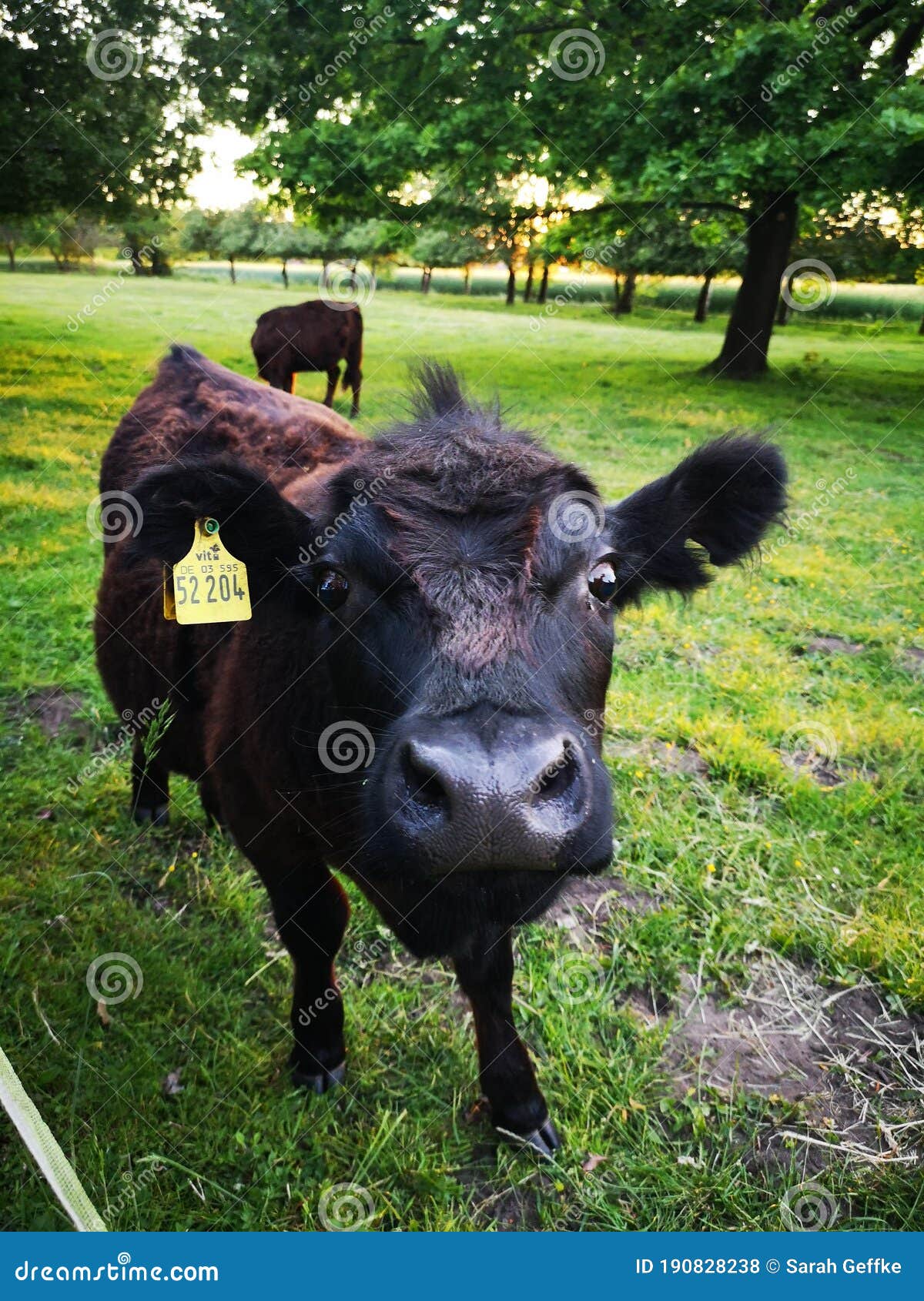 Lovely cow picture stock photo. Image of meadow, field - 190828238